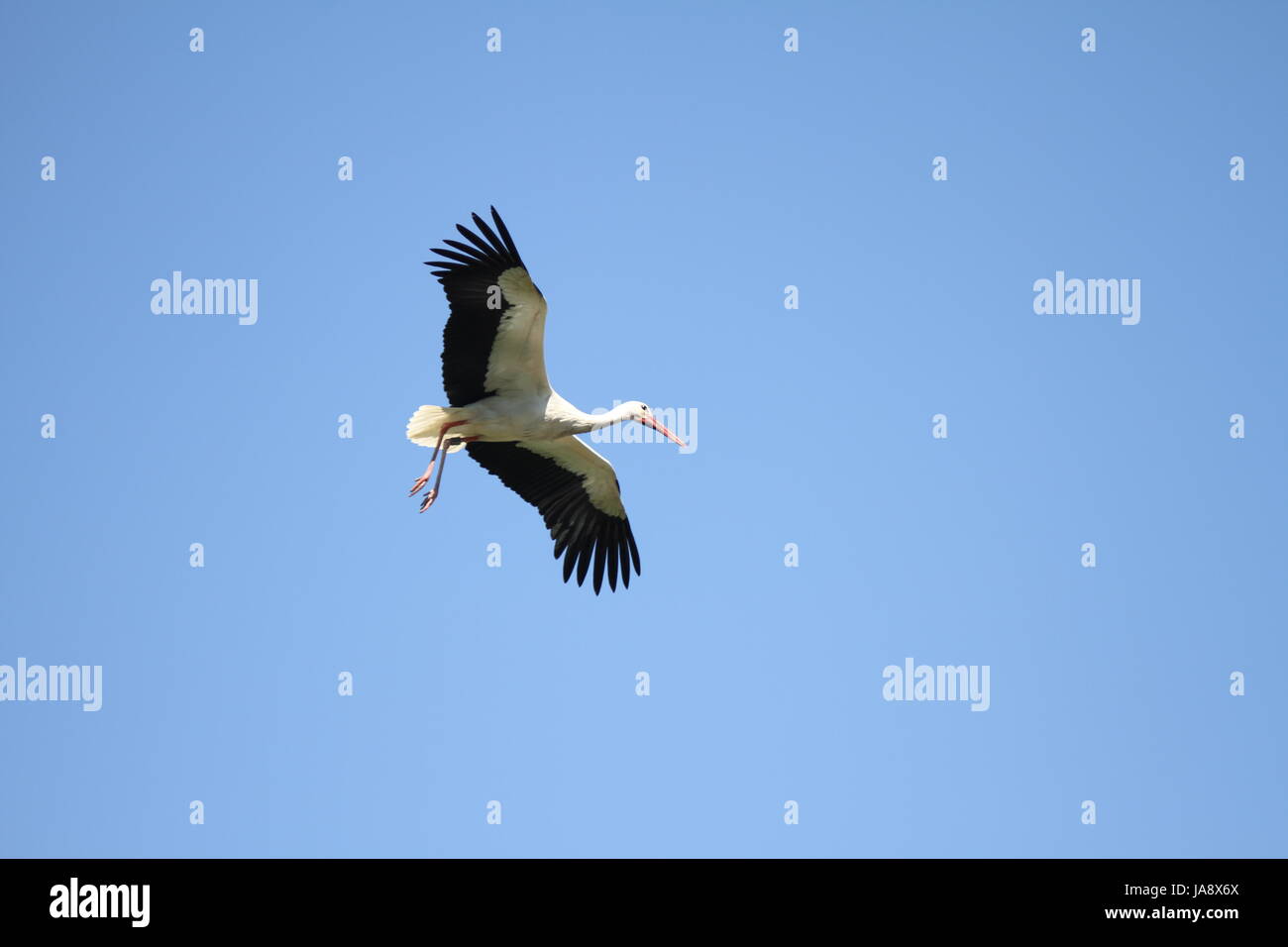 animal, bird, birds, stork, animal, bird, birds, wing, feathers, beak ...