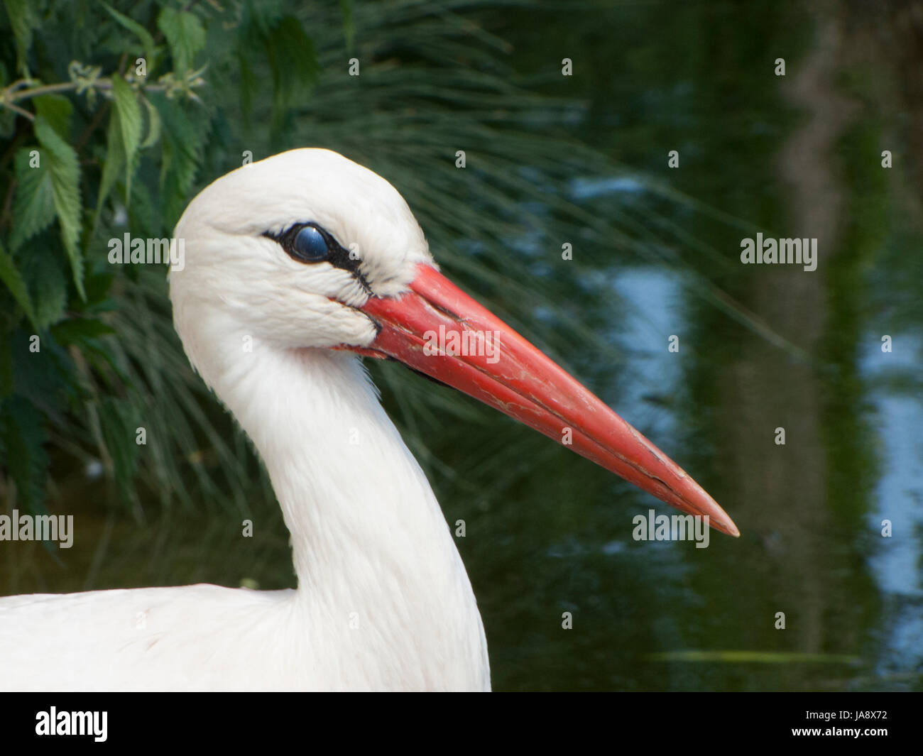 animal, bird, birds, stork, animal, bird, birds, wing, feathers, beak ...