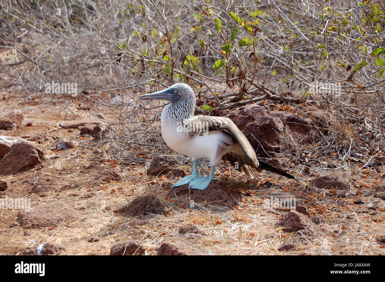blue, fauna, birds, anomalous, unusual, wildlife, waterfowl ...