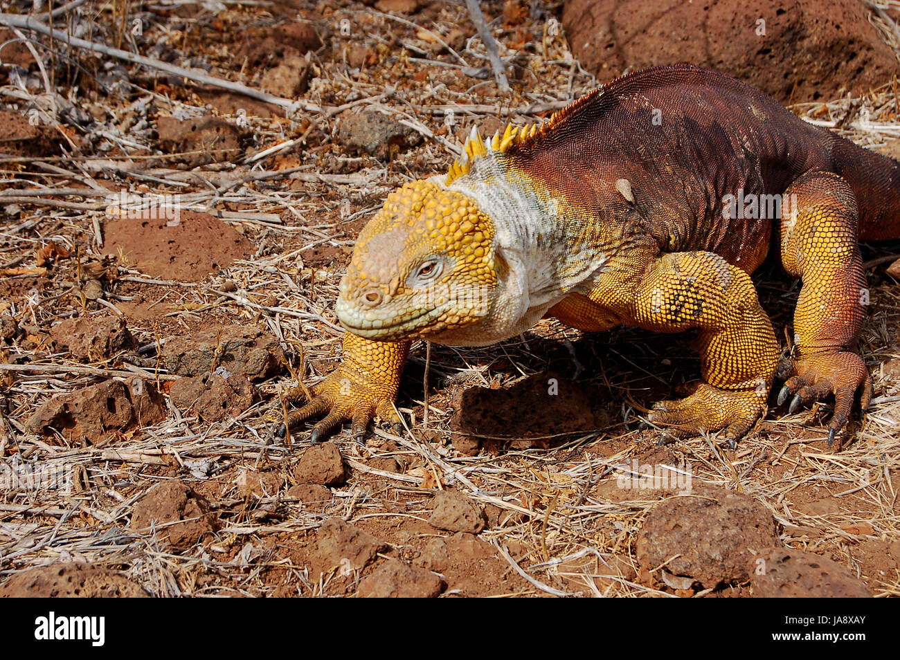 reptile, fauna, lizard, anomalous, unusual, wildlife, iguana ...