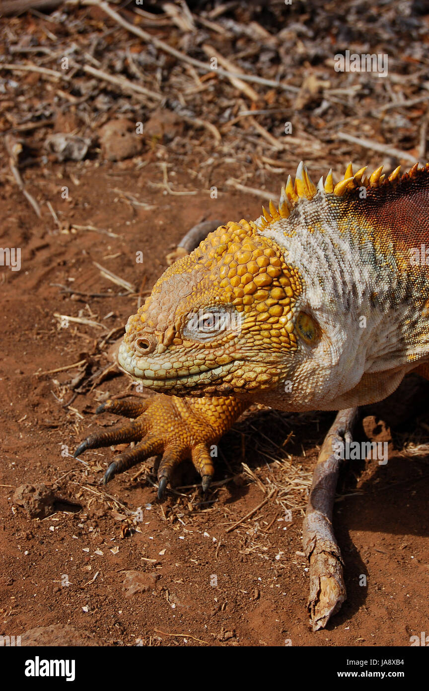 closeup, reptile, fauna, lizard, foot, anomalous, unusual, wildlife ...