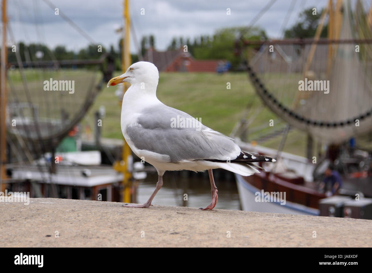 bird, ships, sailing boat, sailboat, rowing boat, boat, watercraft ...