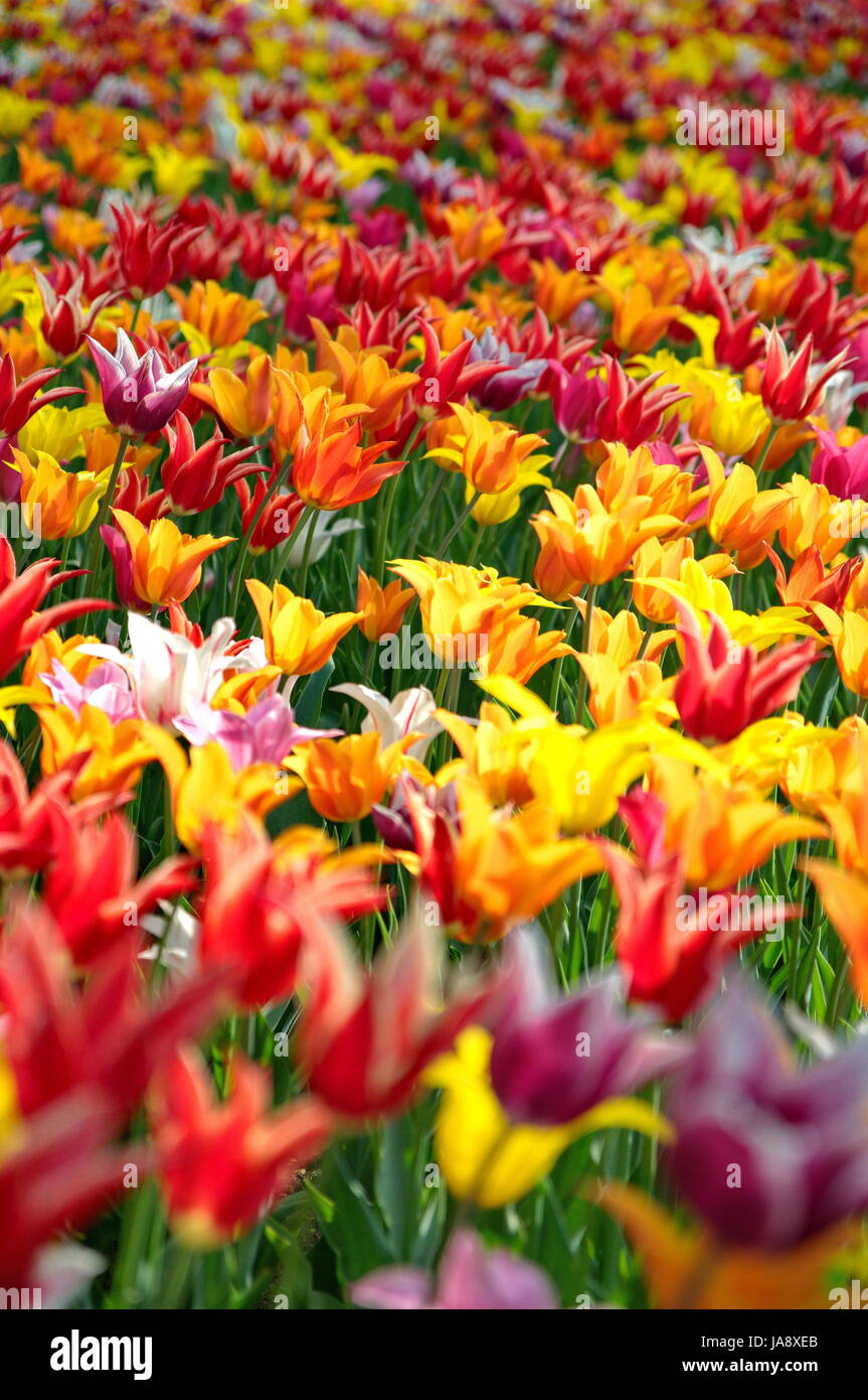 beautiful, beauteously, nice, leaf, colour, park, garden, flower, plant ...
