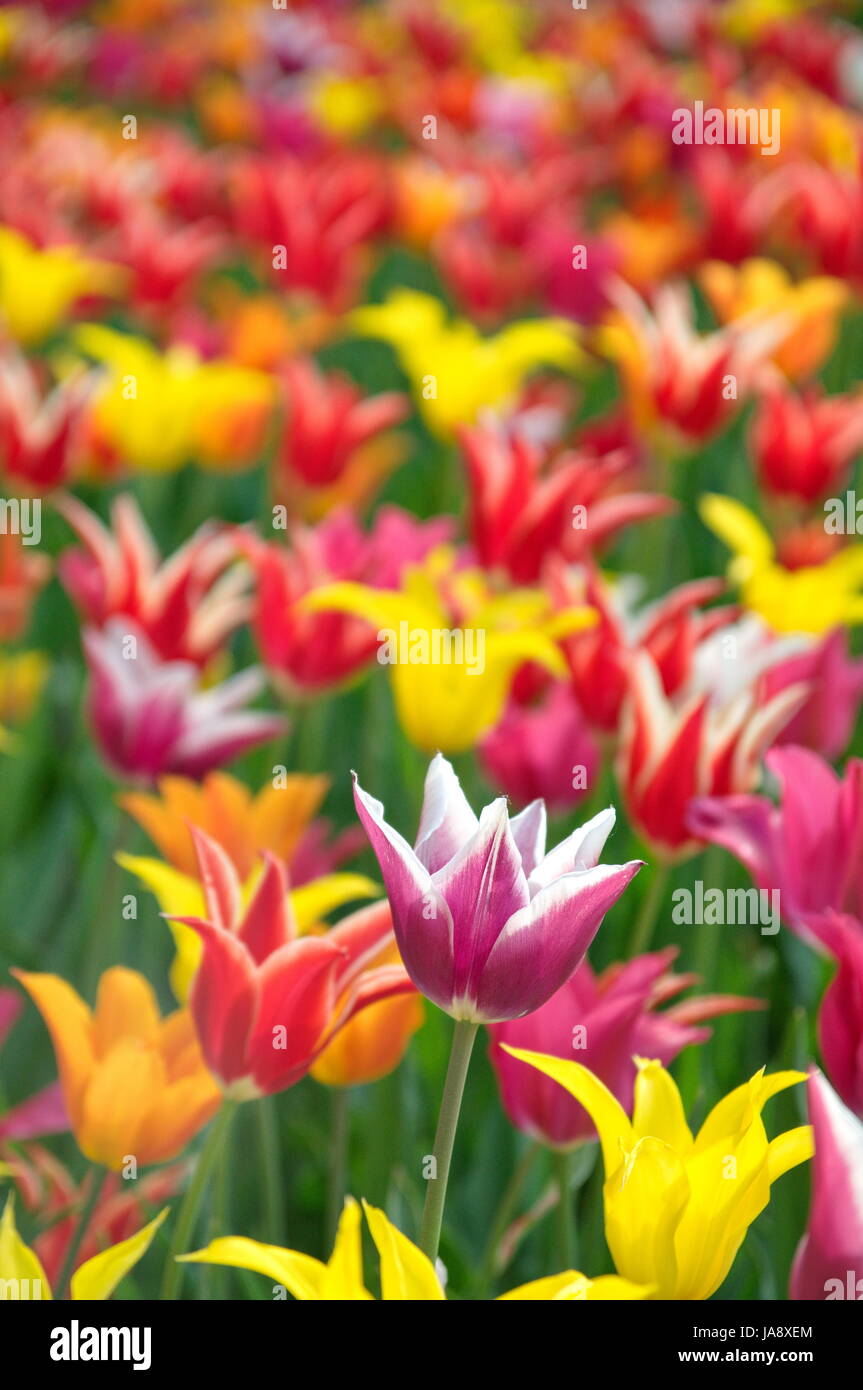 beautiful, beauteously, nice, leaf, colour, park, garden, flower, plant ...