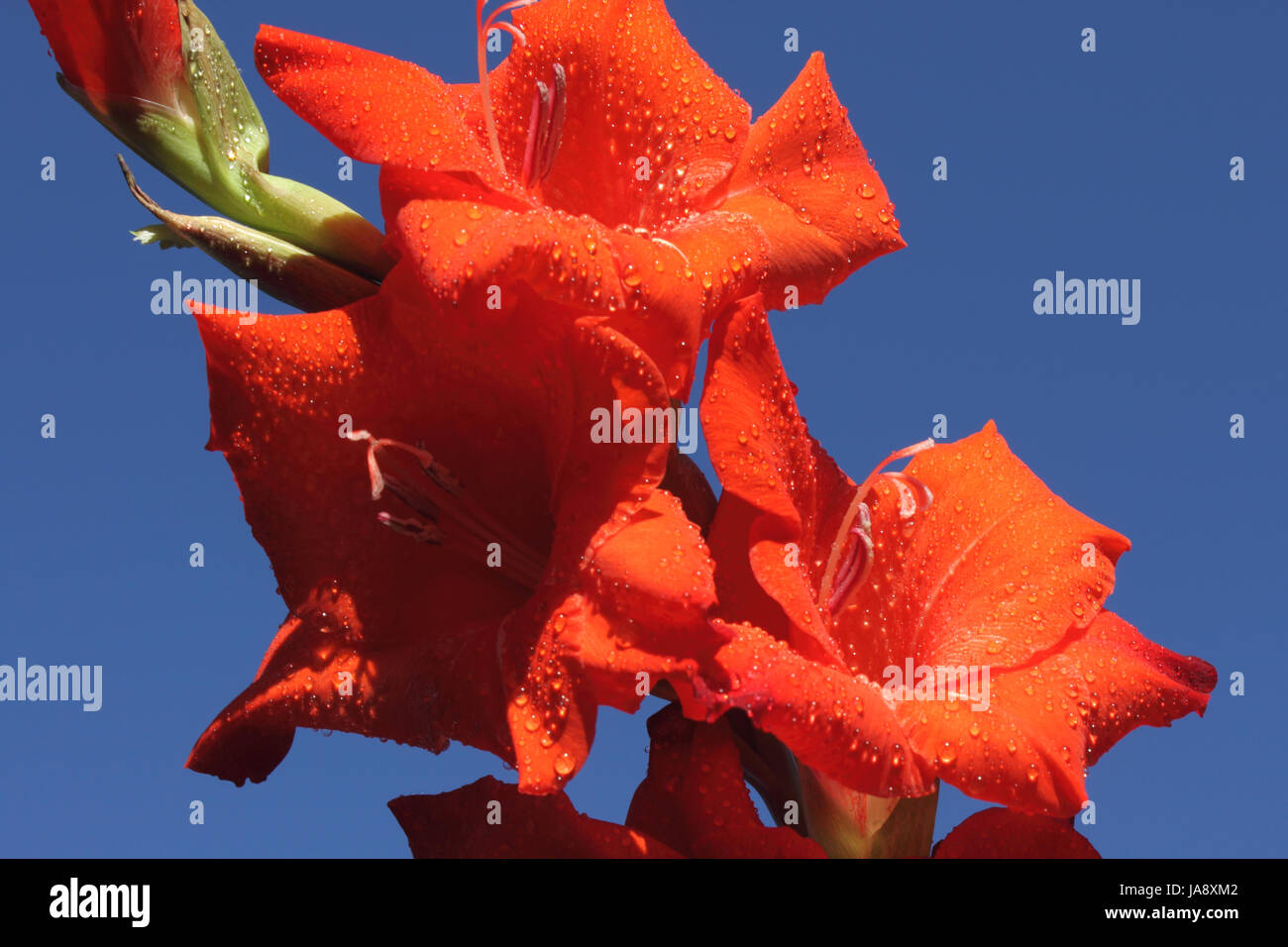 blue, flower, plant, gladiolus, firmament, sky, red, nature, blue ...