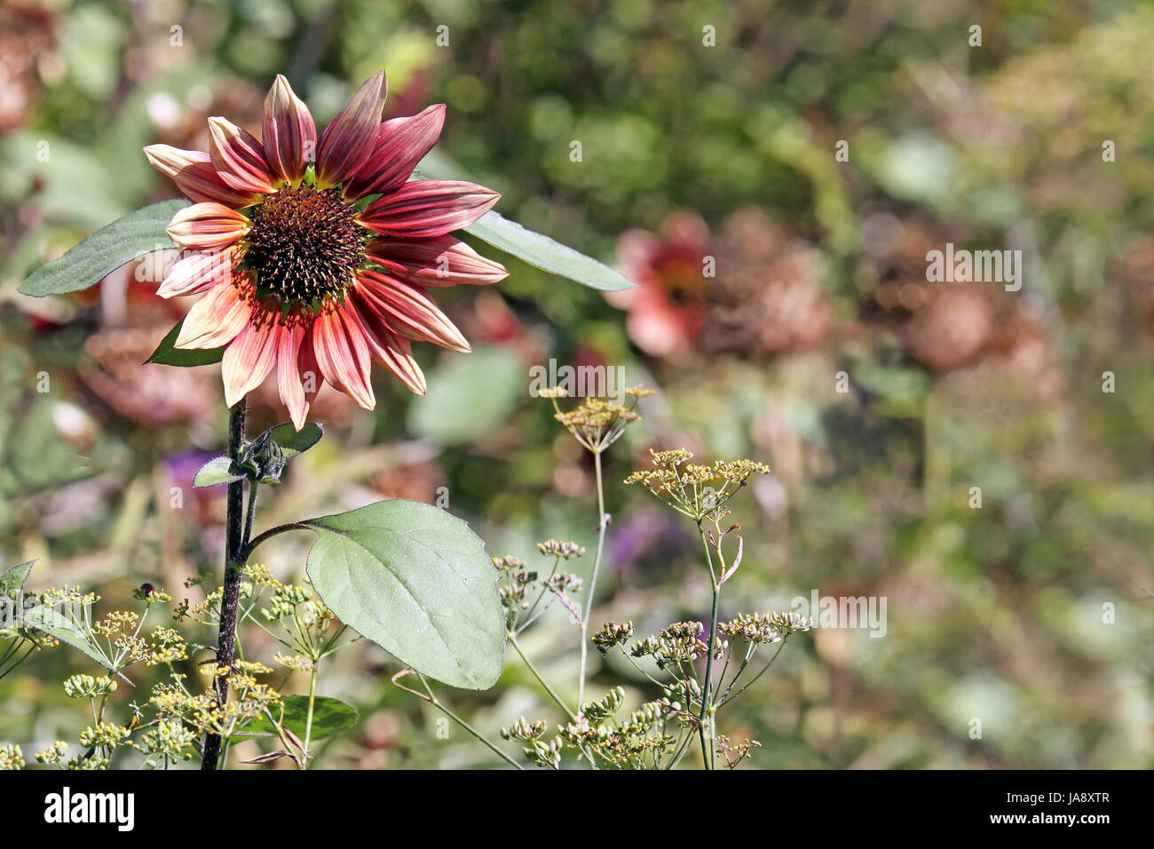 helianthus annuus ruby eclipse in autumn garden Stock Photo - Alamy
