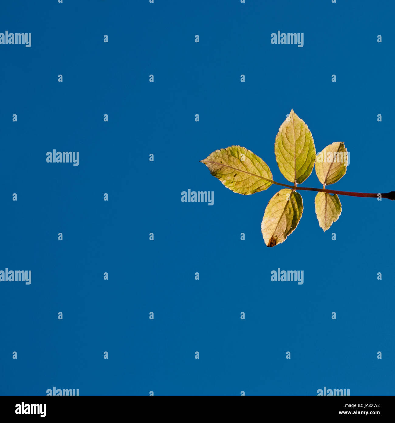 blue, leaf, detail, tree, leaves, five, coloured, colourful, gorgeous ...