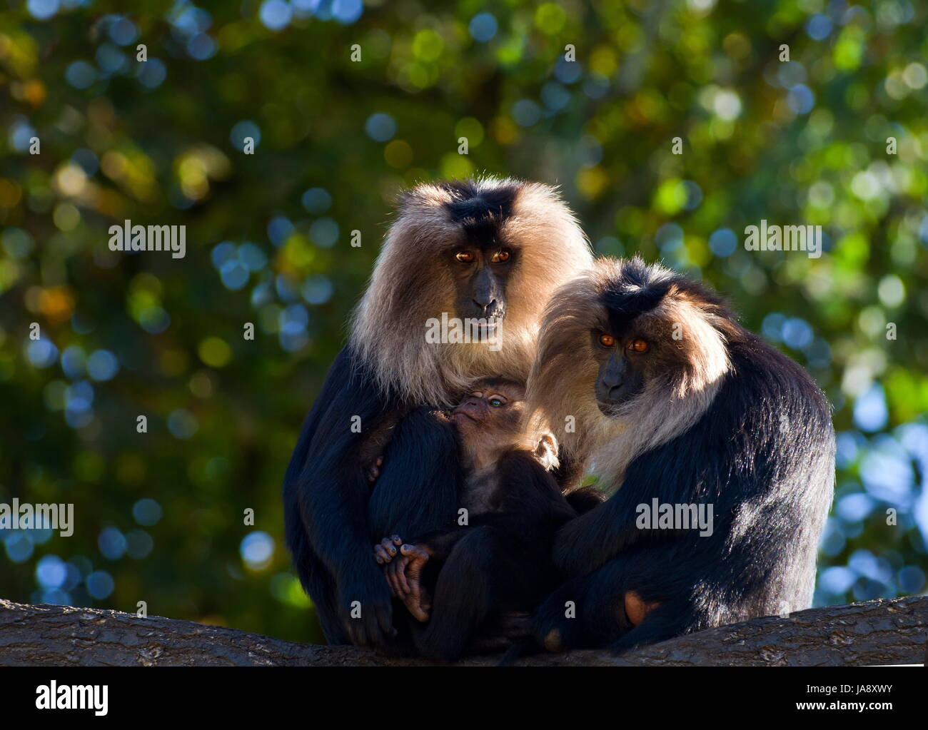 bart ape family Stock Photo - Alamy