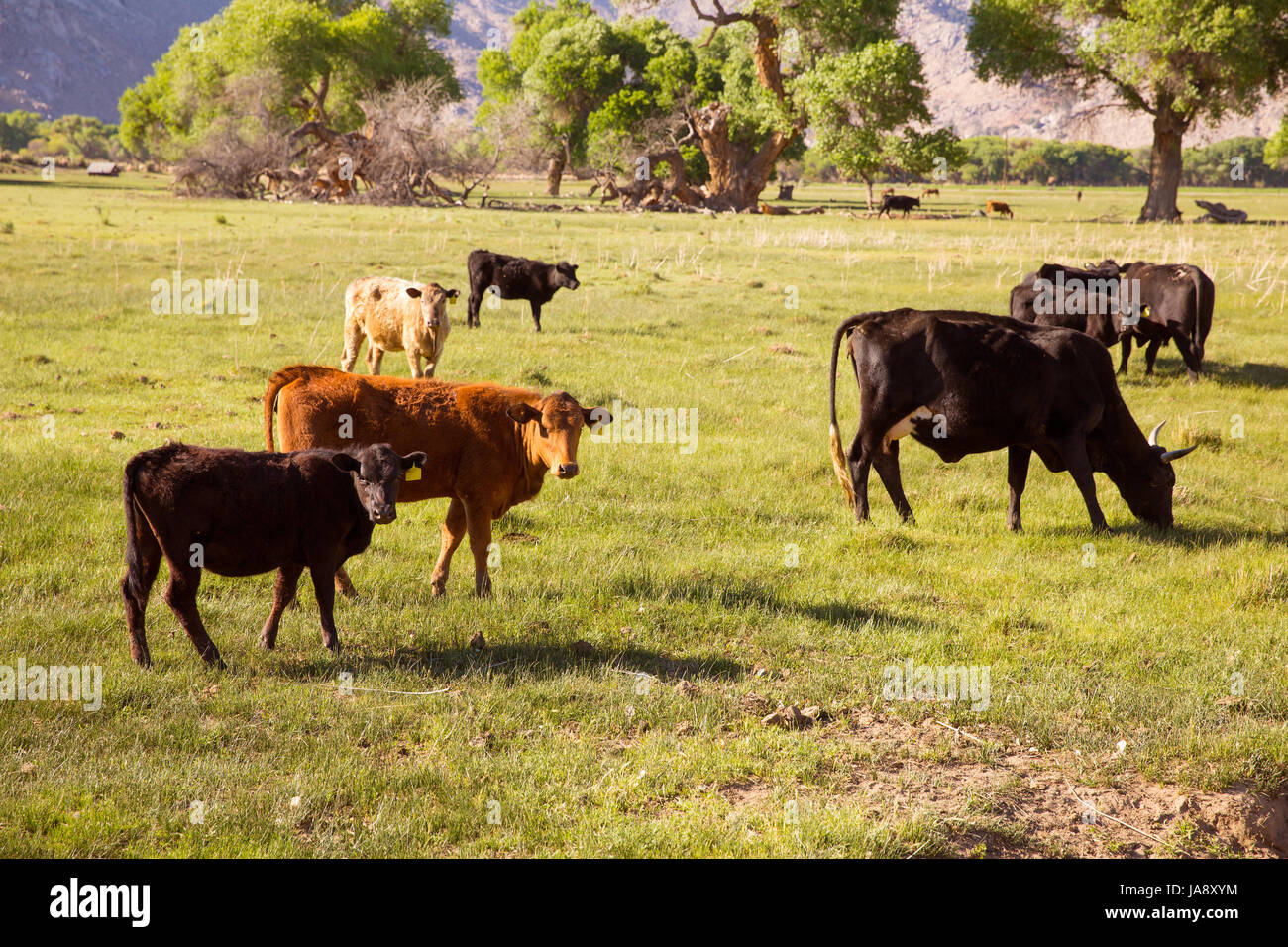 environment, enviroment, tree, trees, american, animal, mammal ...