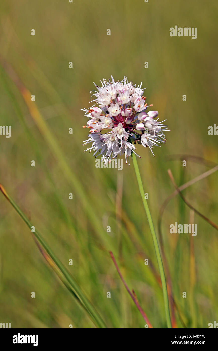 leek, flora, botany, blank, european, caucasian, blossoms, rare ...