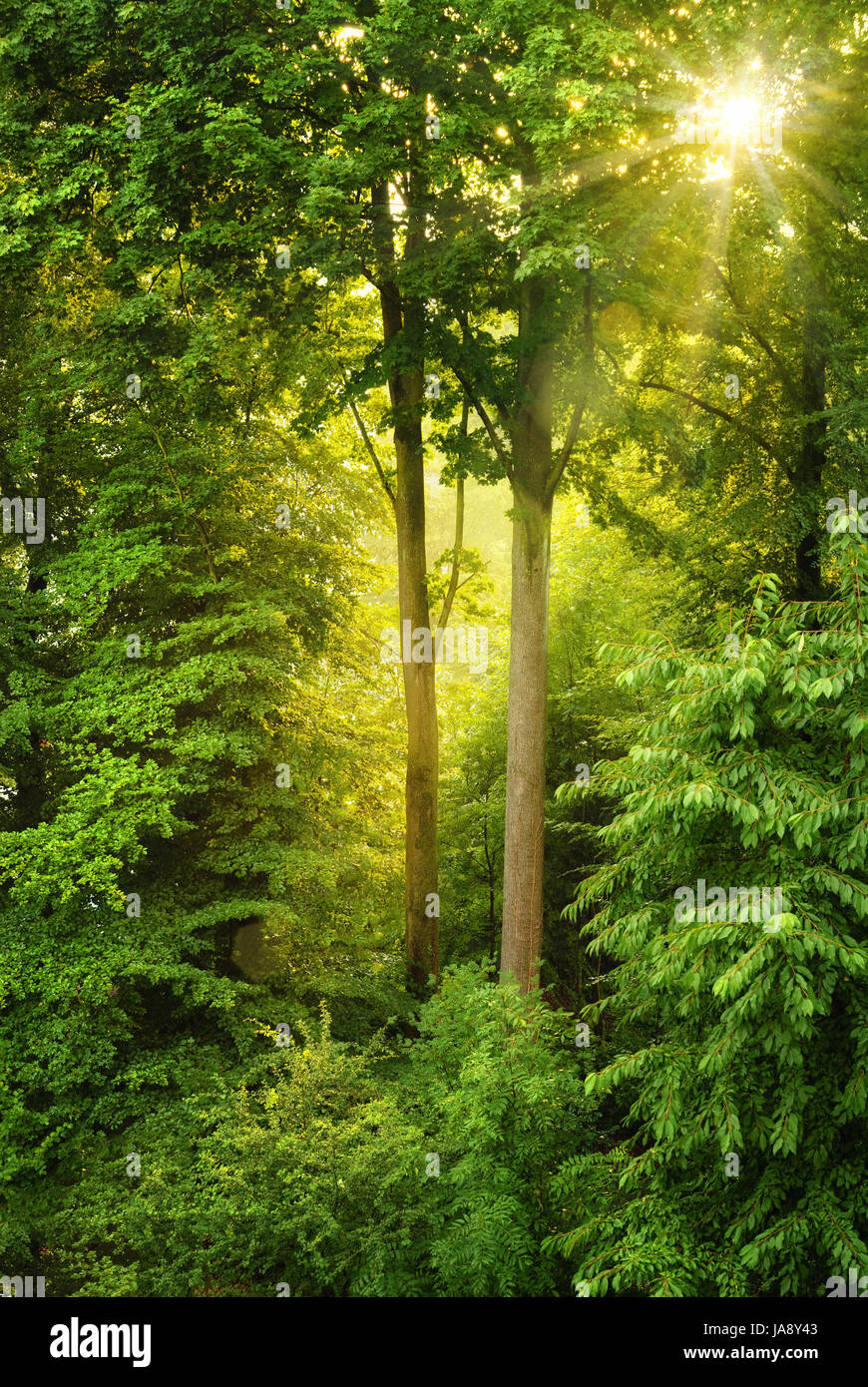 Sun shines through trees in the bush hi-res stock photography and ...