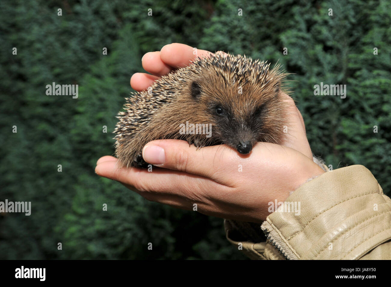 hand, hands, hedgehog, tick, ticks, hand, hands, garden, mammal ...