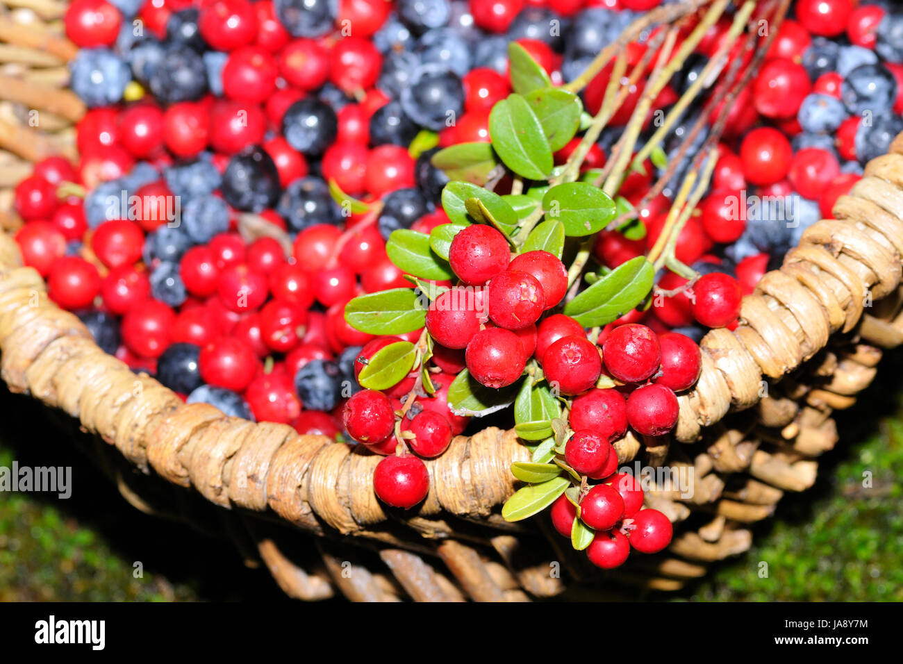 Wild red huckleberries hi-res stock photography and images - Alamy