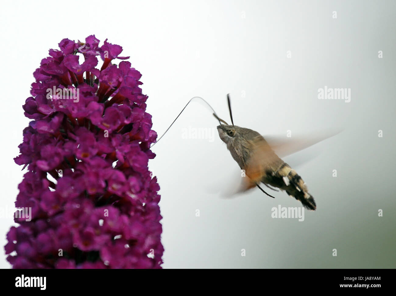 butterfly, ingestion, butterfly, ingestion, kolibriartig, macroglossum ...