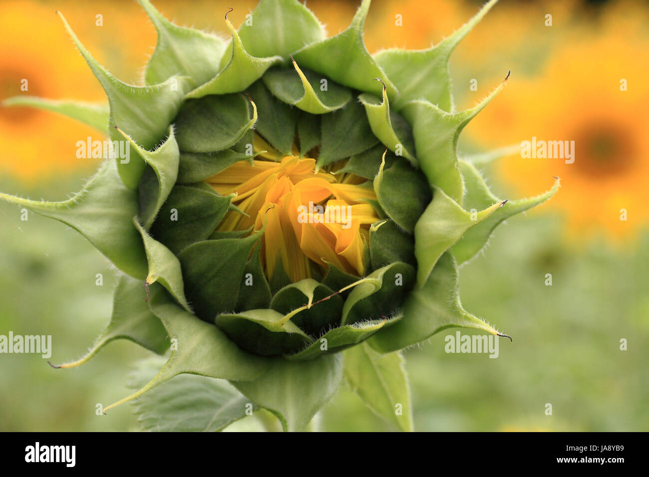 Semi open flower hi-res stock photography and images - Alamy