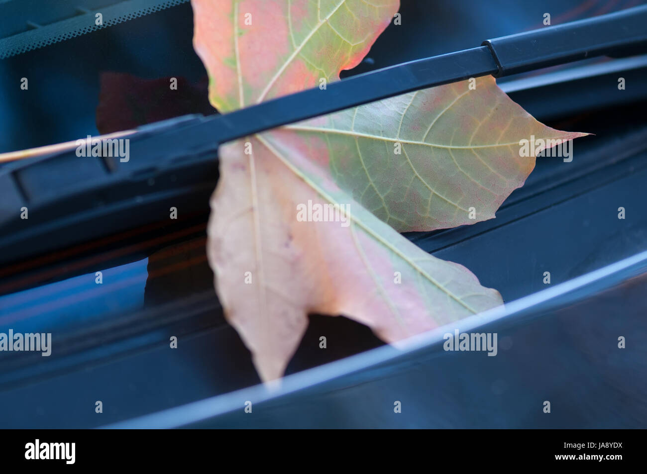 leaf, car, automobile, vehicle, means of travel, motor vehicle ...