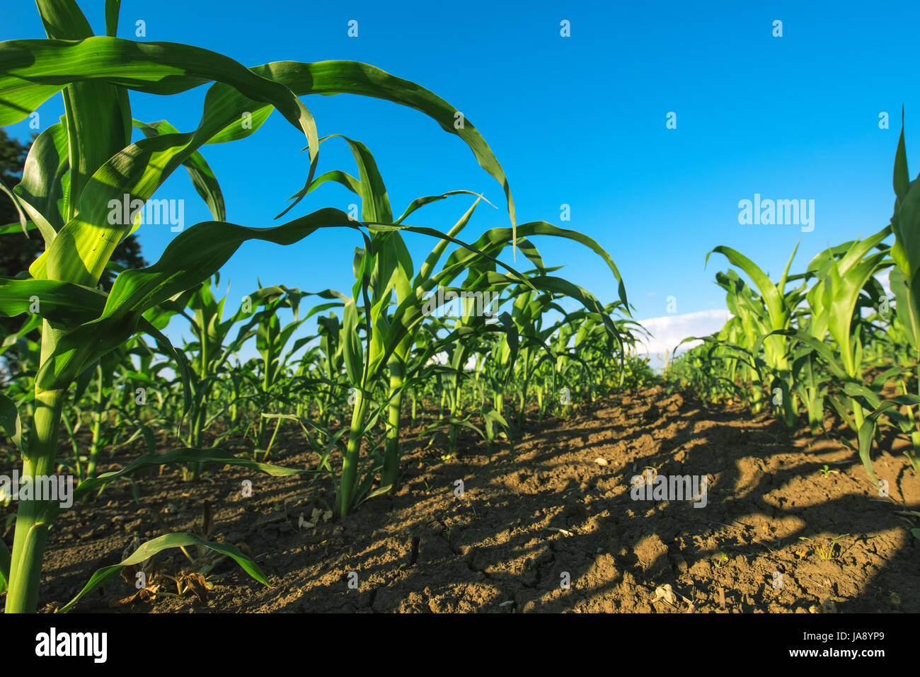 Agricultural corn maize crop field low angle Stock Photo - Alamy