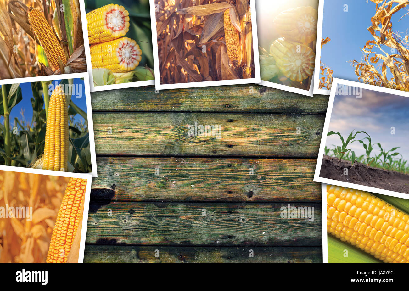 Corn in agriculture photo collage hi-res stock photography and images ...