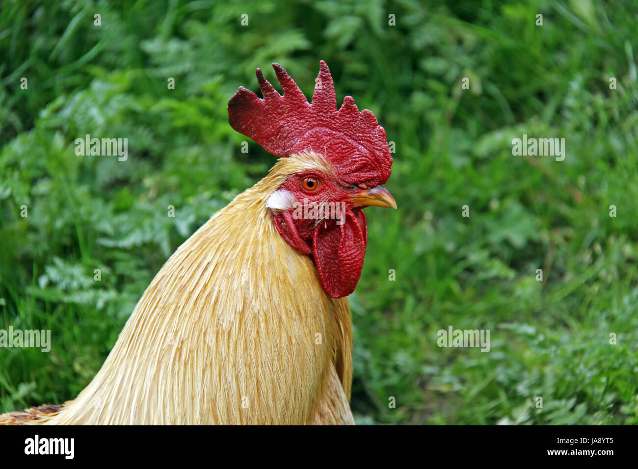 comb, chicken, cock, rooster, pet, male, masculine, feathering, leader ...