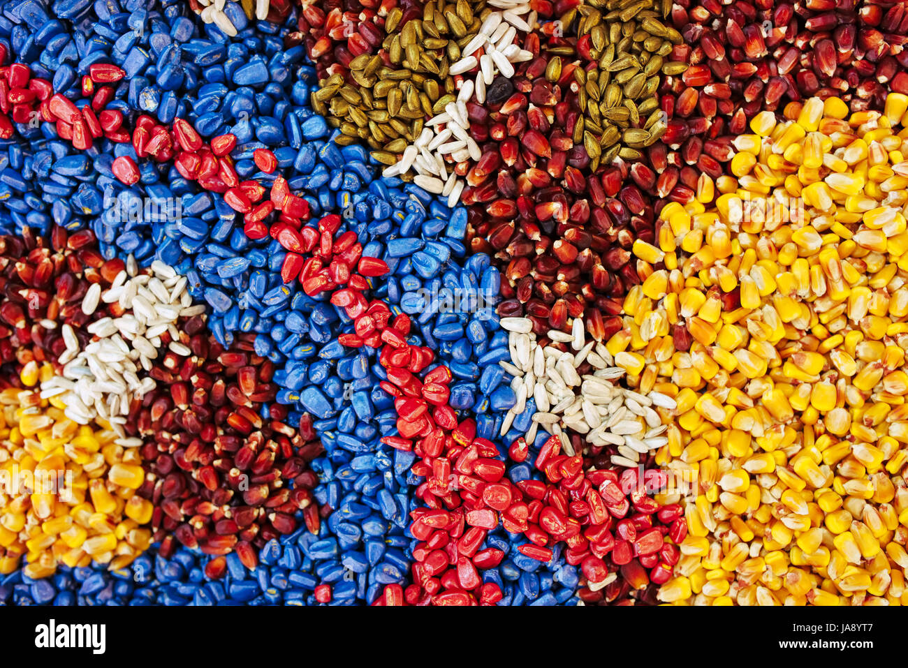 Colorful texture of chemically treated corn maize crop seed ready for ...