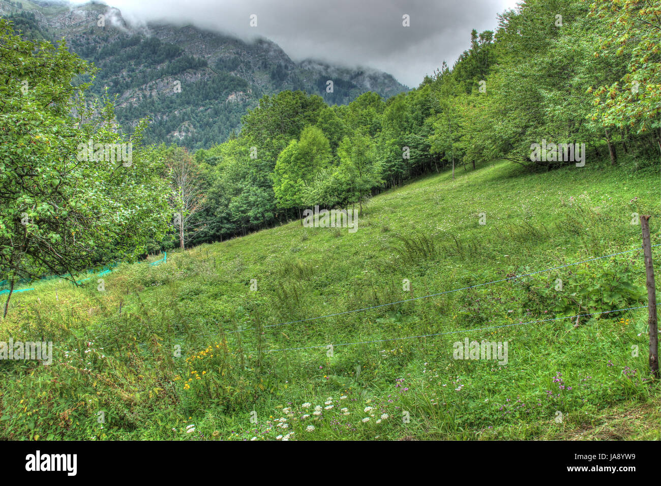 tree, trees, landscape, scenery, countryside, nature, meadow, mountain ...