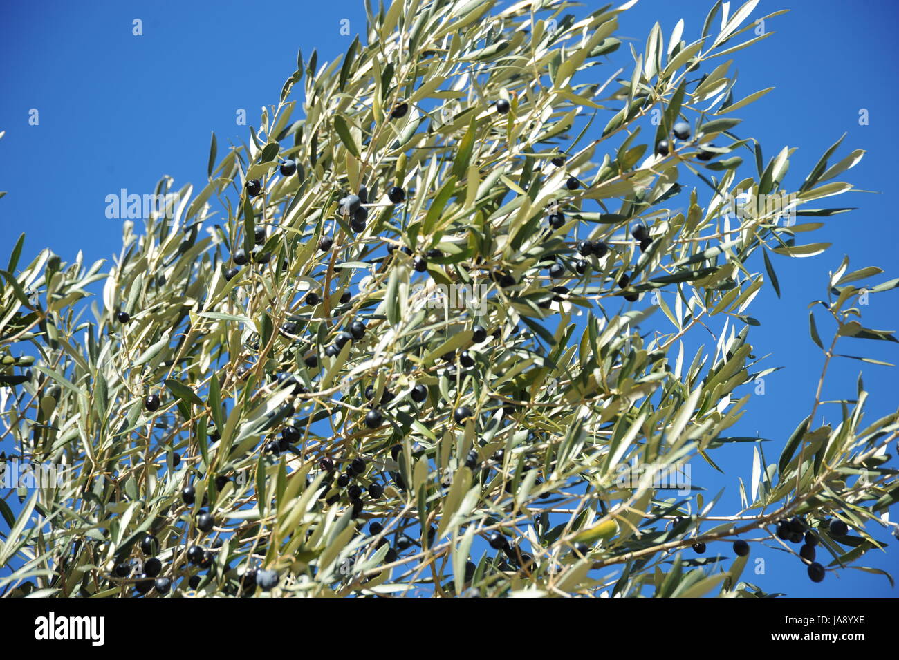 spain - olive tree Stock Photo - Alamy
