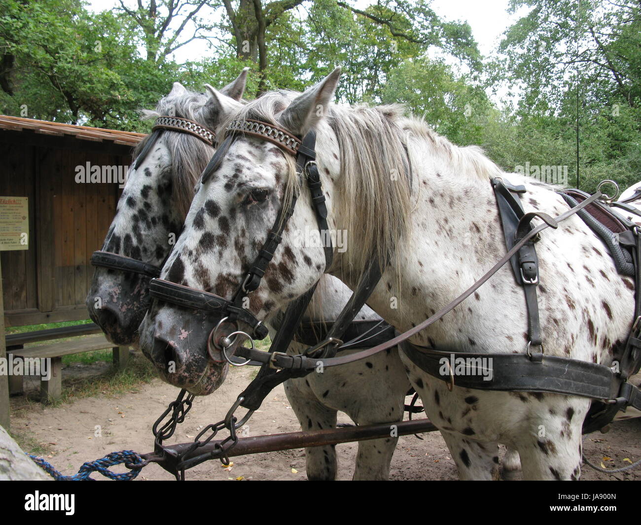 Horse cart german germany hi-res stock photography and images - Alamy