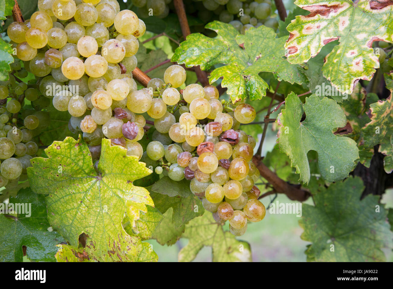 natural grapes in the vineyard Stock Photo - Alamy