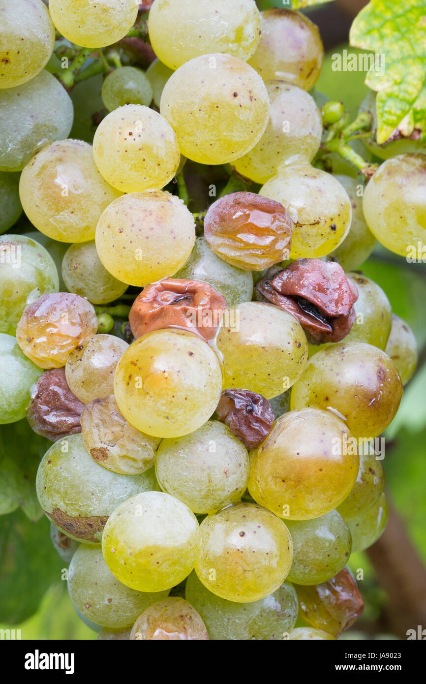 grapes macro shot Stock Photo - Alamy