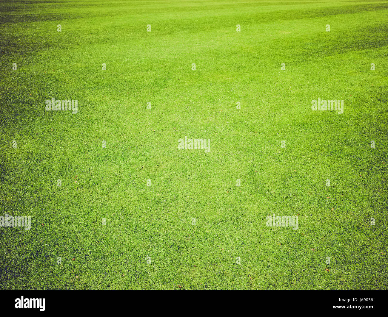 flora, vintage, vegetation, retro, meadow, grass, lawn, green, backdrop ...