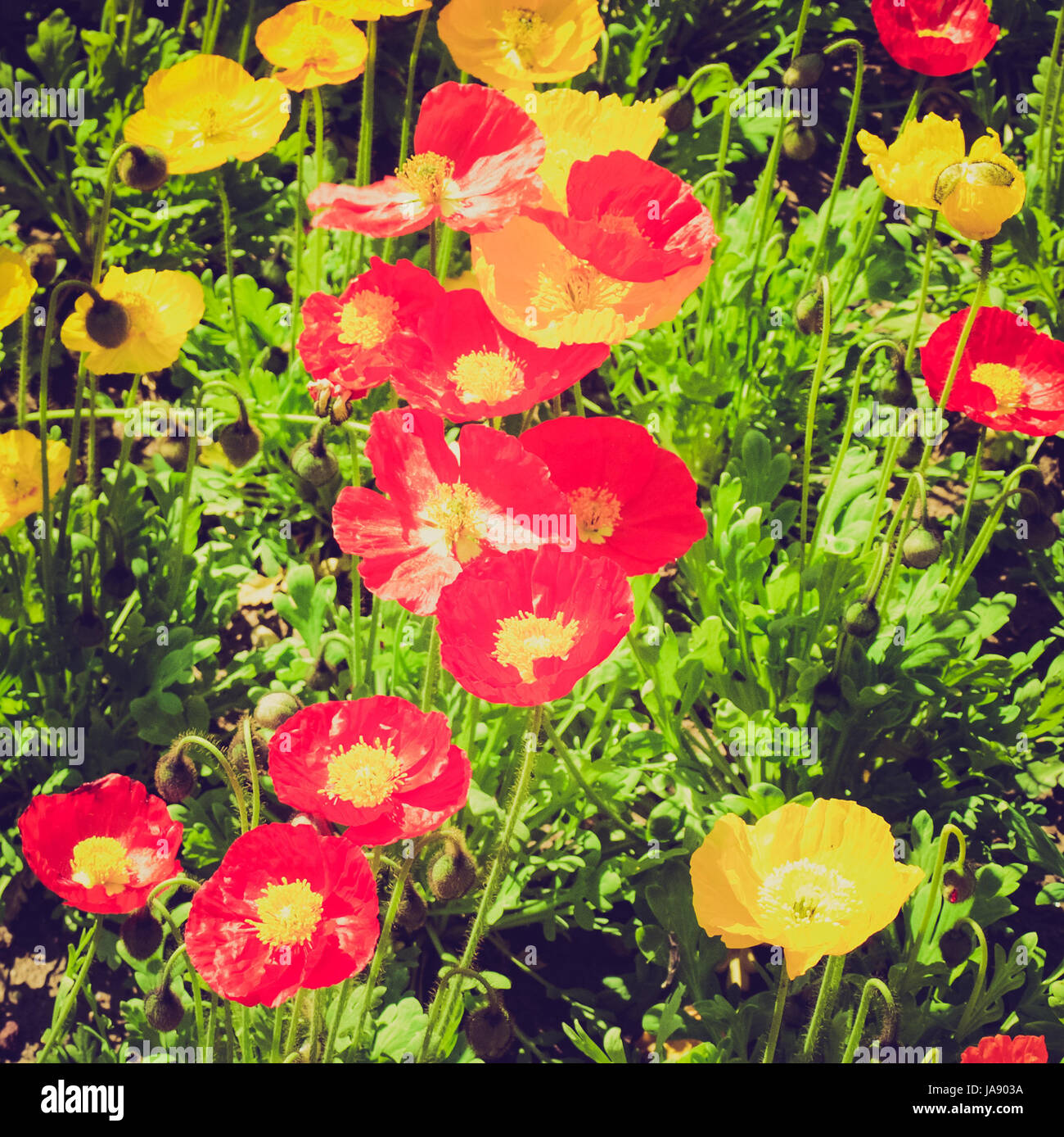 flower, plant, bed, flowerpot, red, nature, flower bed, flowerbed ...