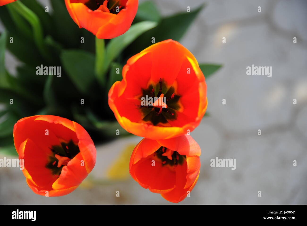 parks, garden, cut flowers, gardens, parks, red, tulpen tulipa ...