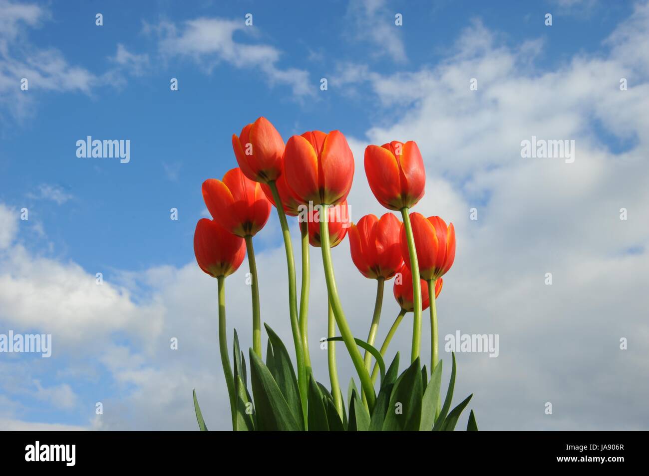 parks, garden, cut flowers, gardens, parks, red, tulpen tulipa ...