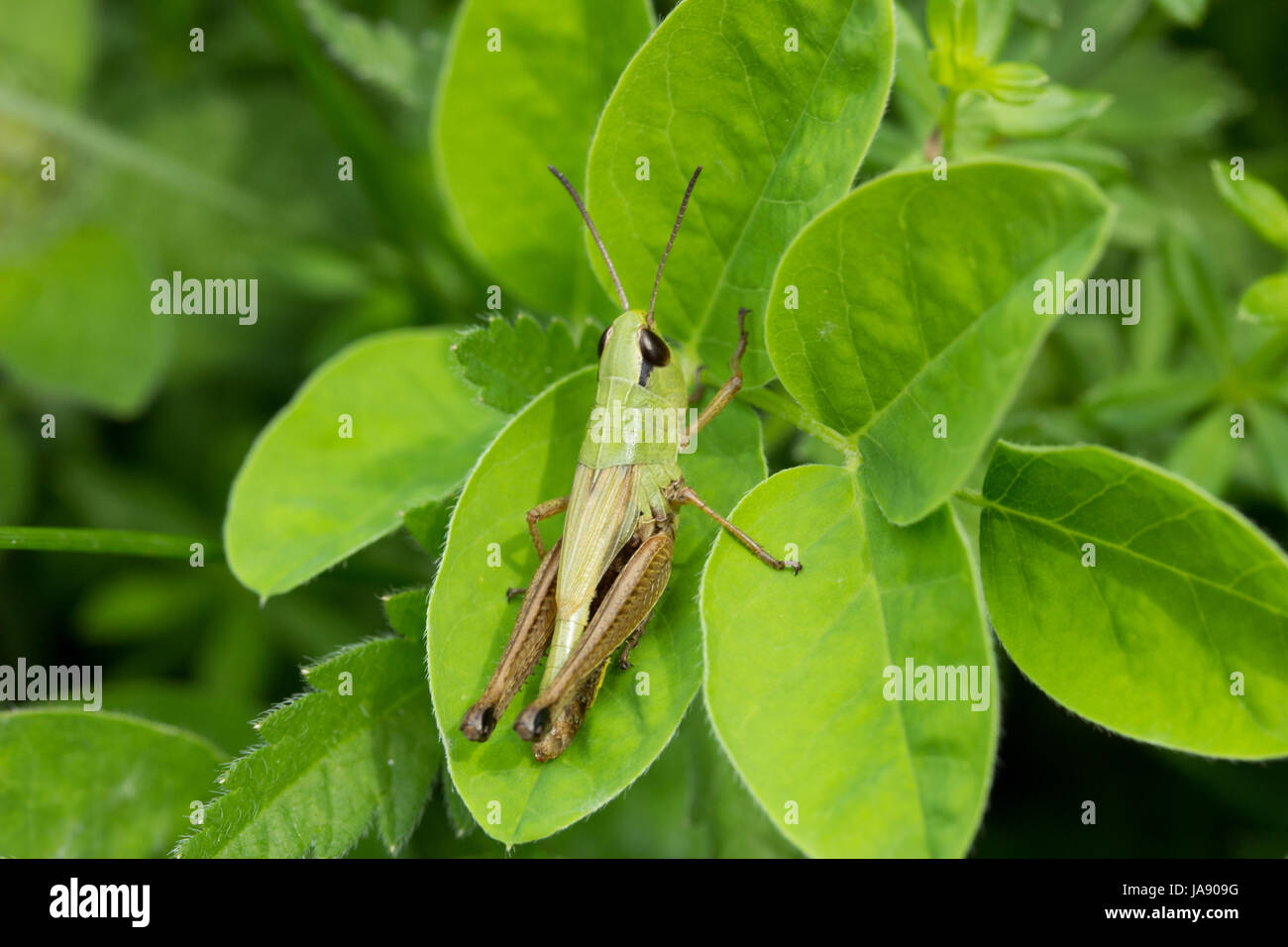 insect, fields, grasshopper, cricket, page, sheet, meadow, grass, lawn ...