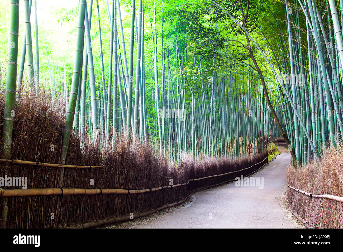 environment, enviroment, famous, tree, garden, wood, asia, tourism ...