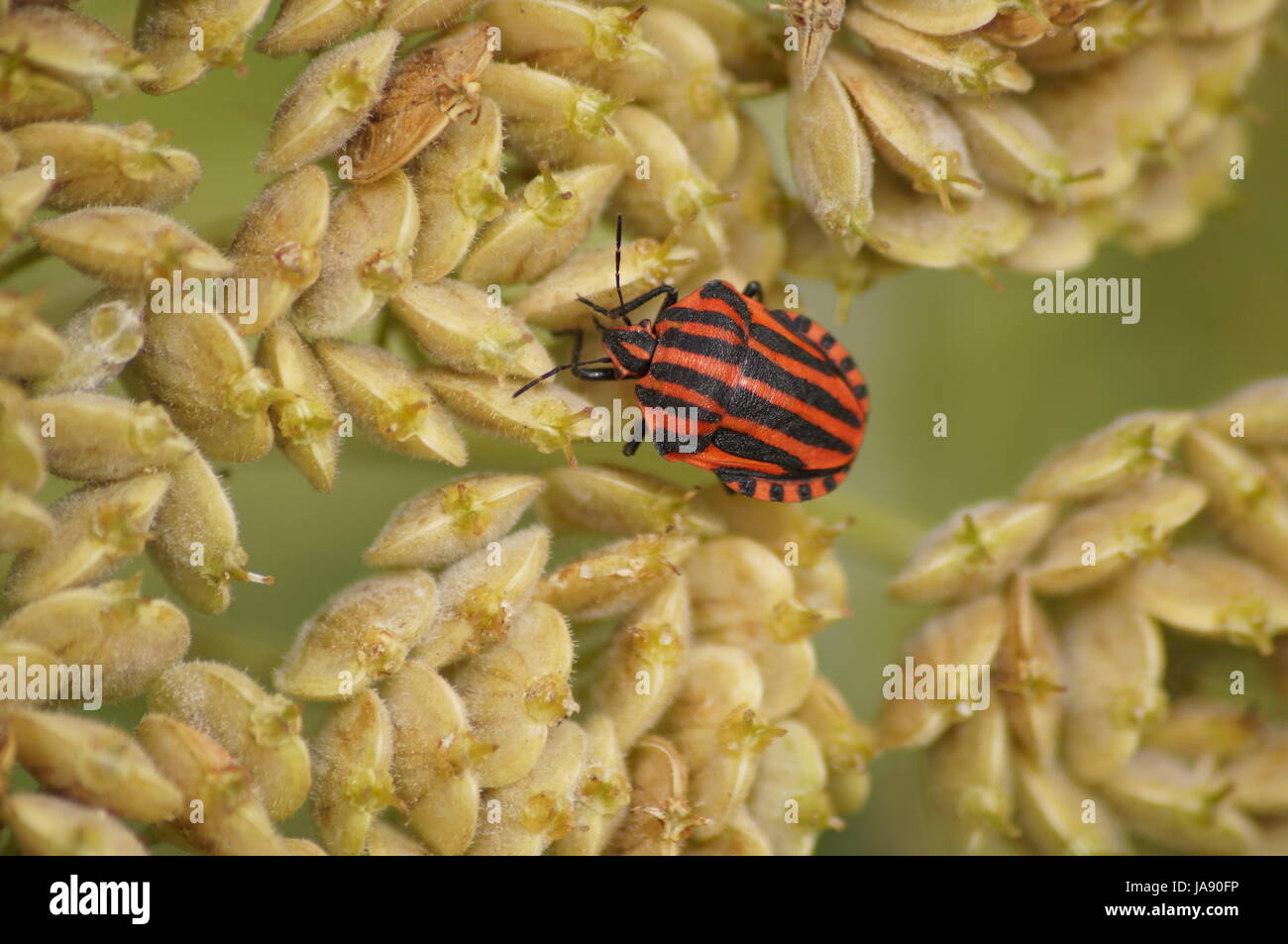 environment, enviroment, animal, insect, beetle, holland, rare, protect ...