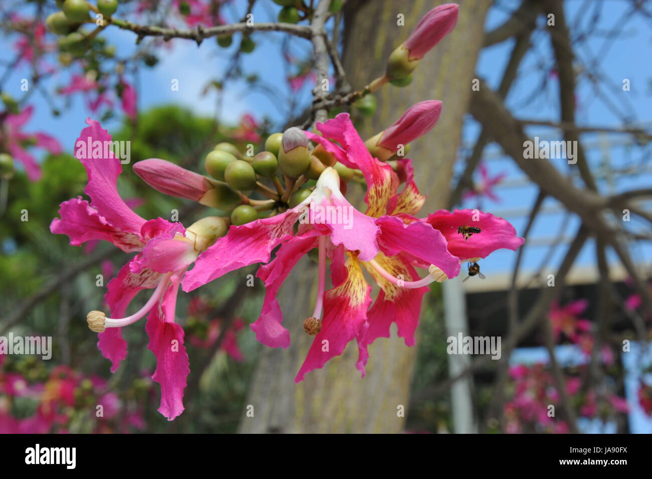 Cherimoya Flower