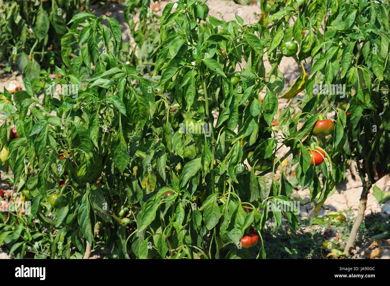 red peppers, chilli, chili, green, red peppers, chilli, chili, red ...