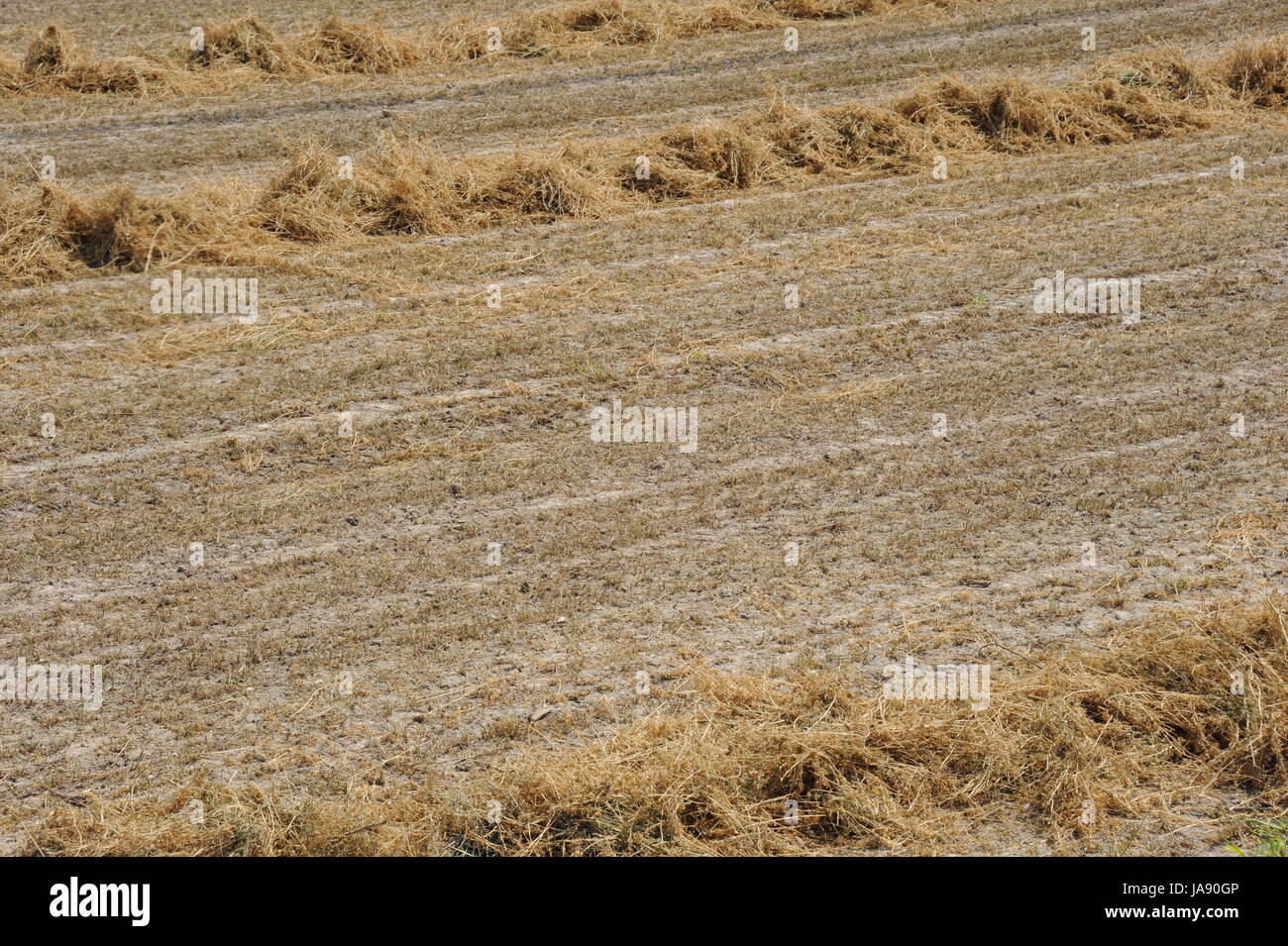 field, wheat, rye, straw, barley, oats, harvest, grain, cereal, motion ...