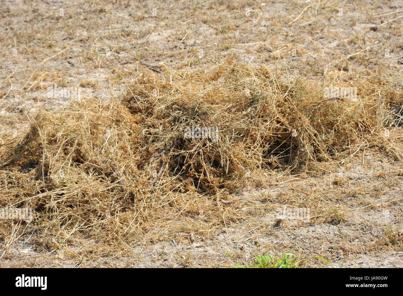field, wheat, rye, straw, barley, oats, harvest, grain, cereal, motion ...