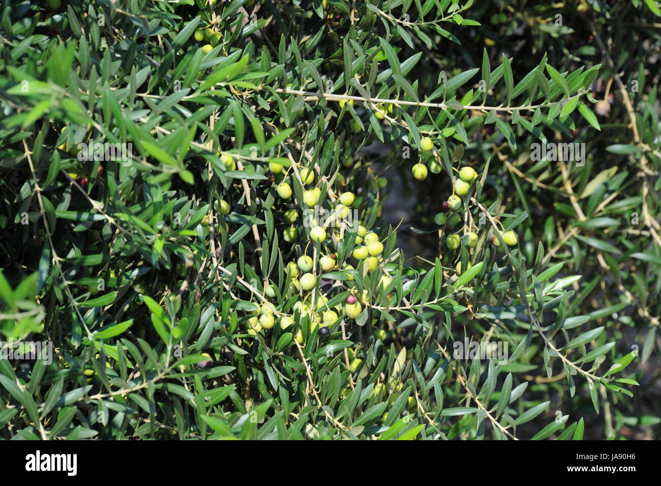 spain - olive tree Stock Photo - Alamy