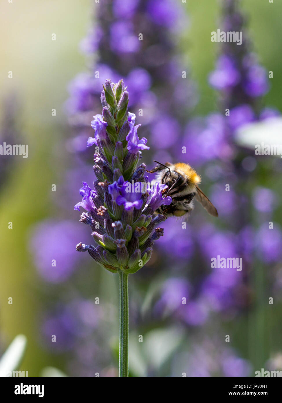 bumblebee, purple, violet, lavender, insect, bee, macro, close-up ...