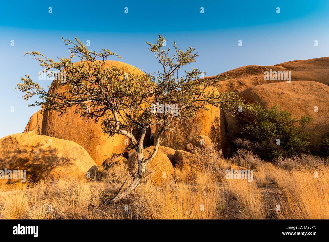desert, wasteland, africa, namibia, dry, dried up, barren, tree, desert ...