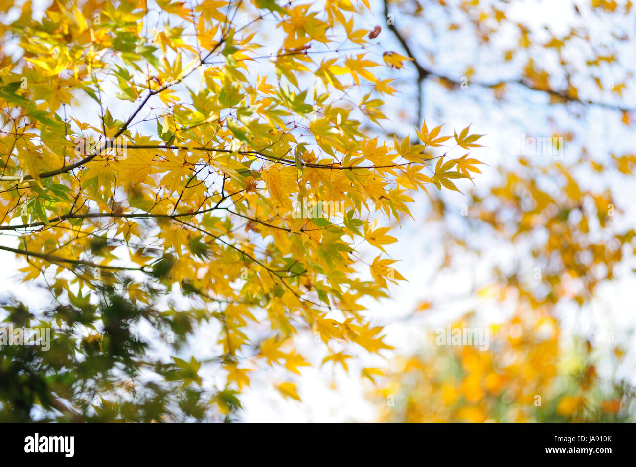 Beautiful Autumn yellow and red Japanese maple leaves on the tree ...