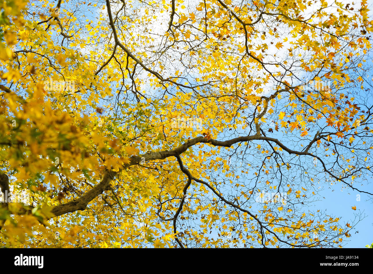 Beautiful Autumn yellow and red Japanese maple leaves on the tree ...