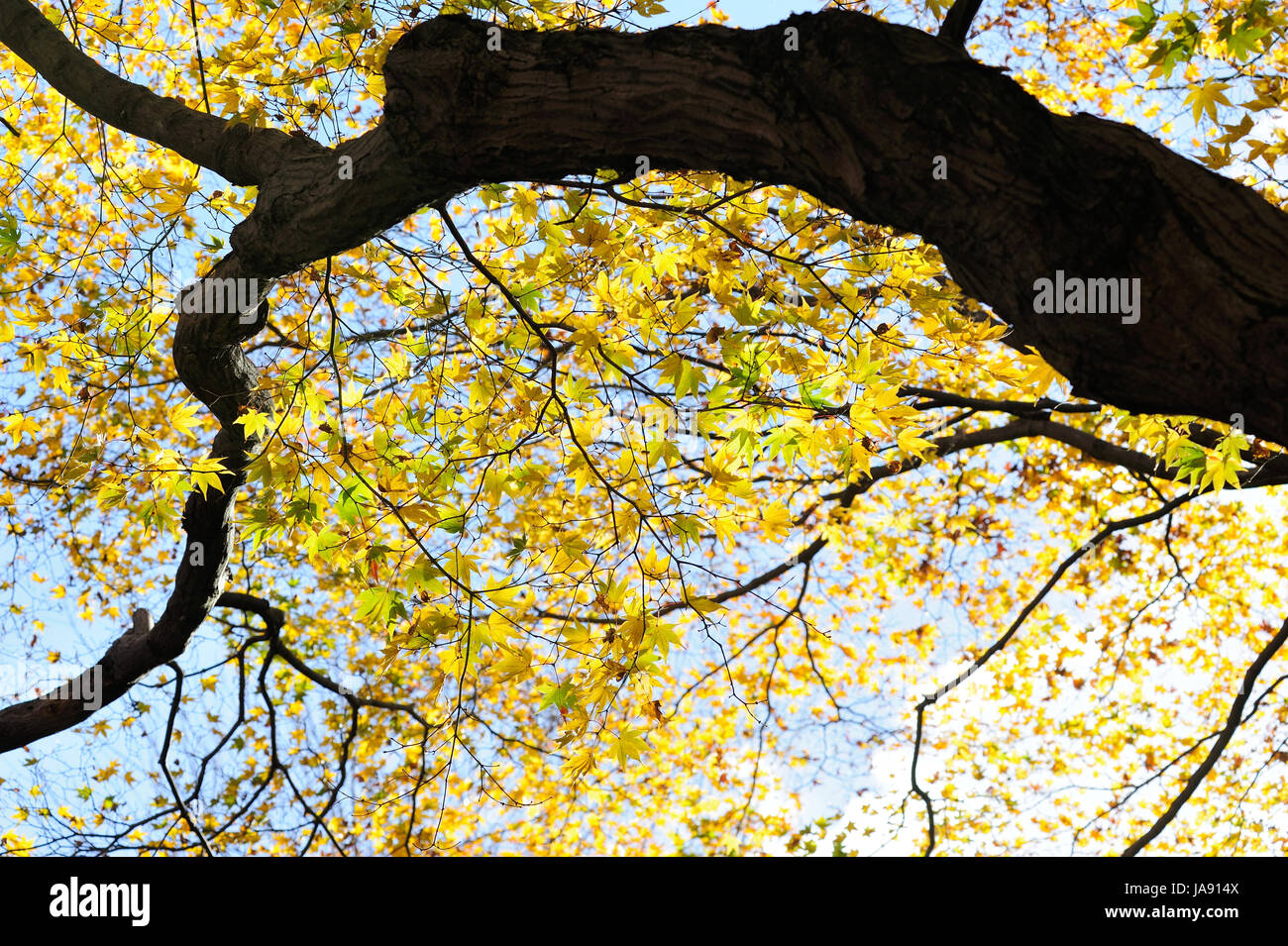 Beautiful Autumn yellow and red Japanese maple leaves on the tree ...