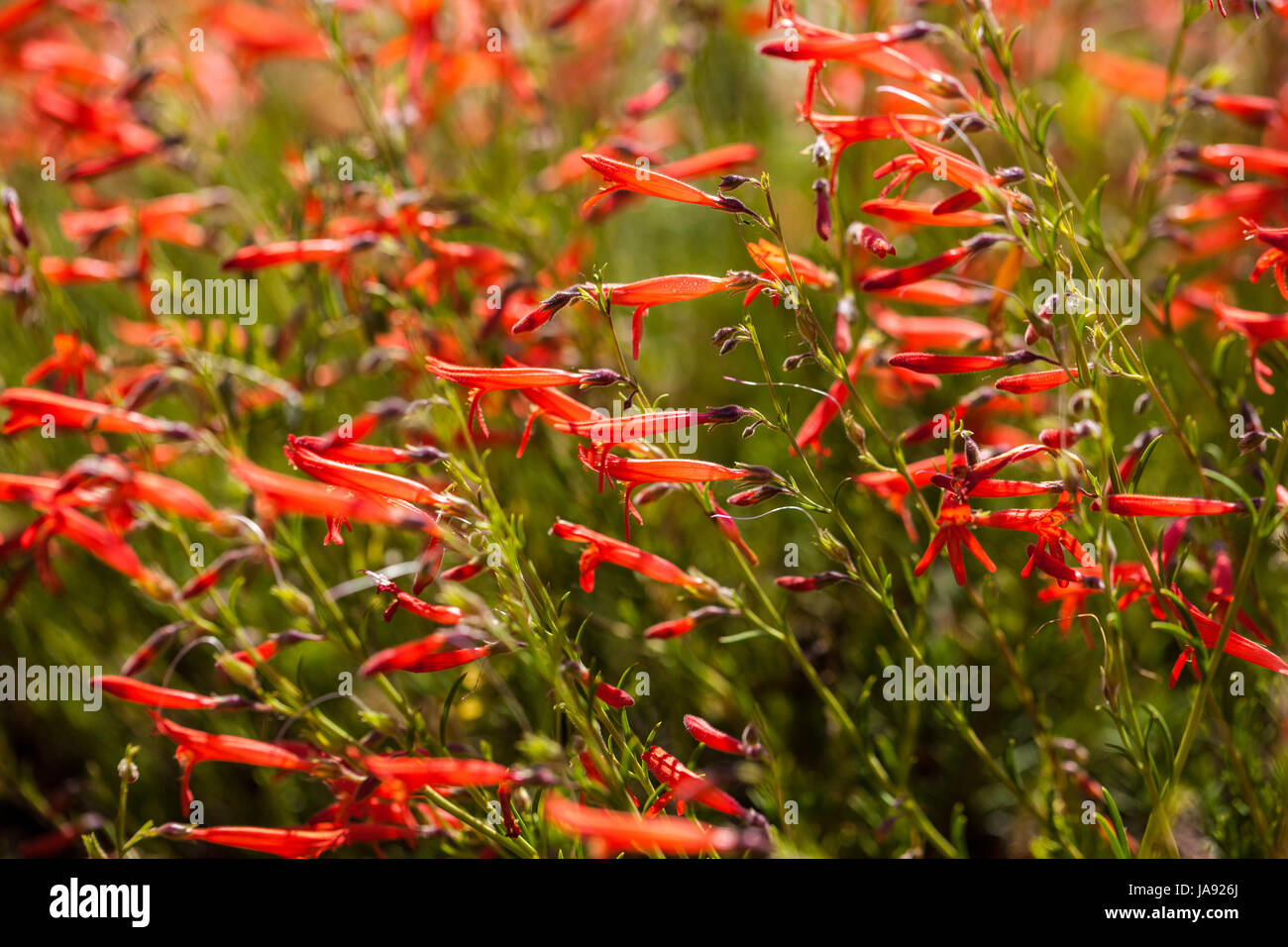 Penstemon Pinifolius