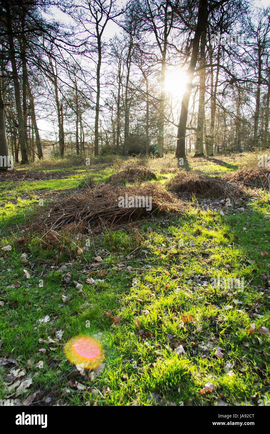 Low sun through trees in english woods Stock Photo - Alamy