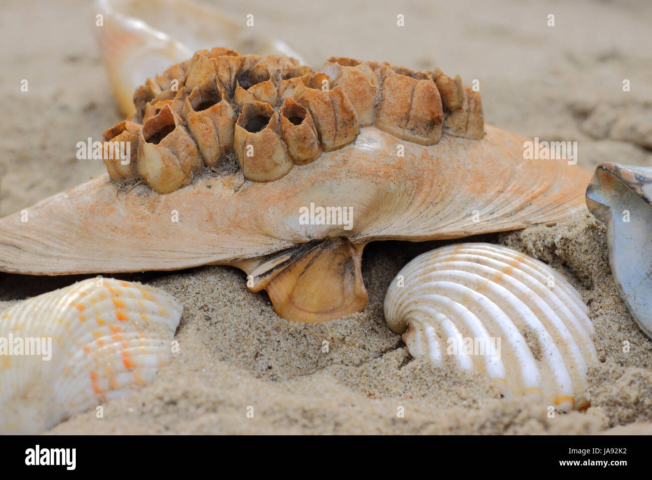 shells on the beach Stock Photo - Alamy