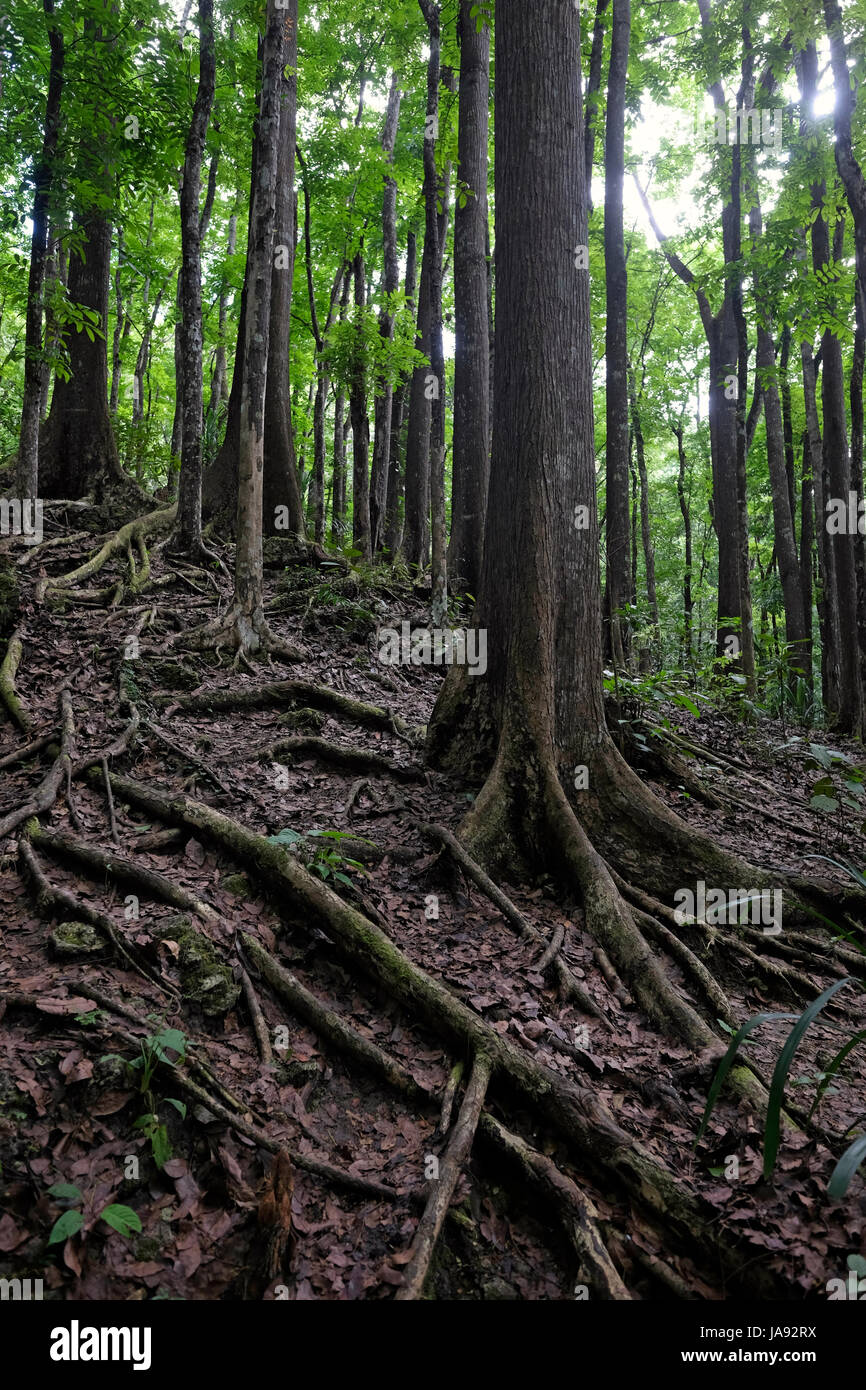 View of the Bohol Forest a man-made mahogany forest stretching in a two ...